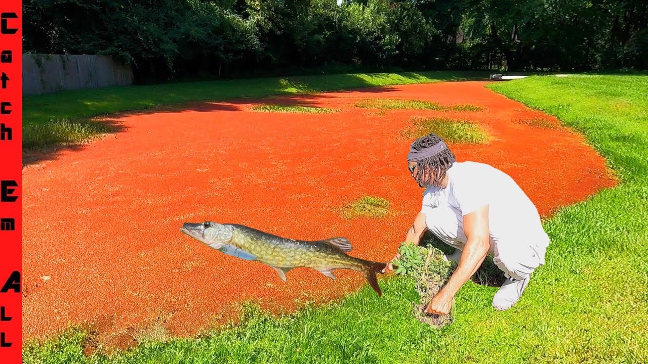 1000s of FISH TRAPPED in Oily TOXIC RED Water POND! - YouTube