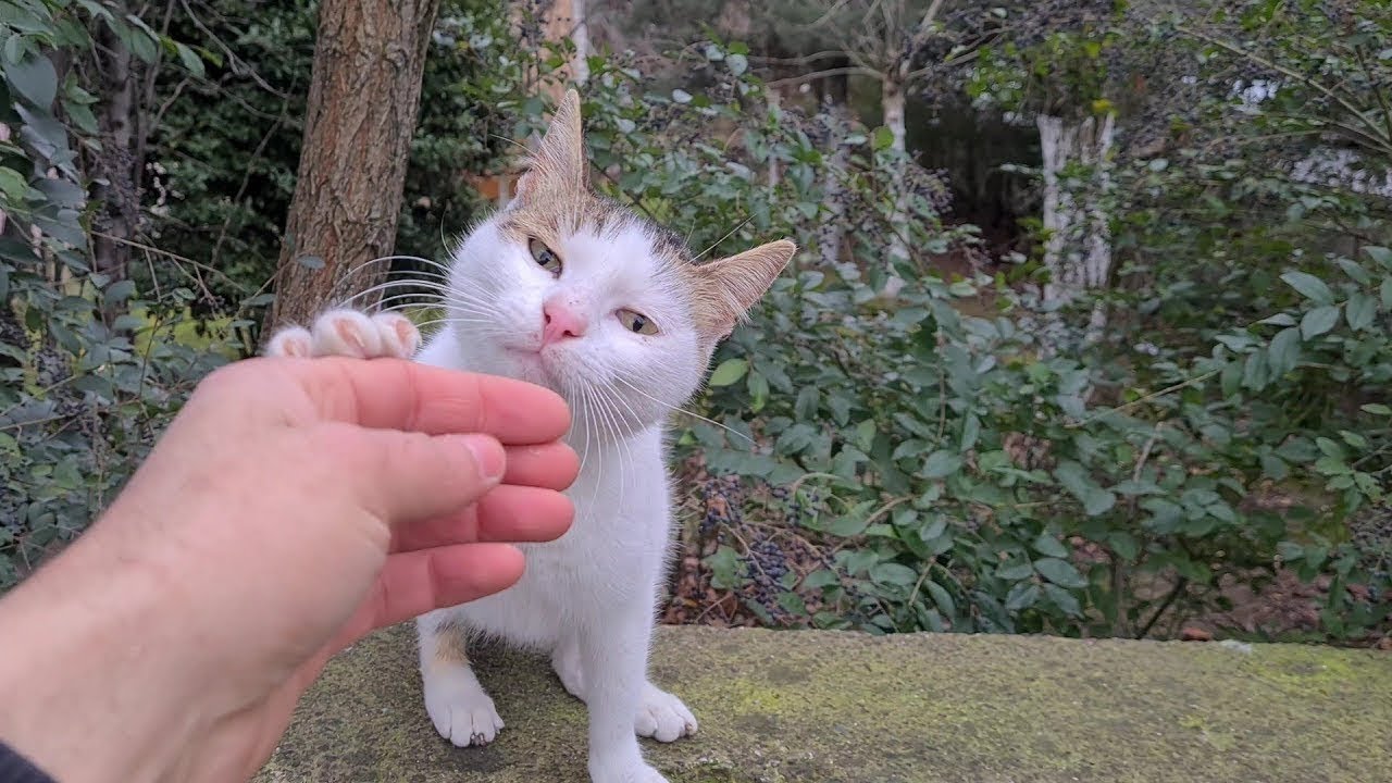 A Sweet Cat is holding my hand and wants me to take care of it. - YouTube