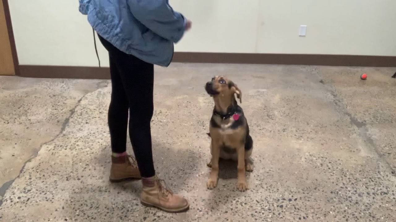 Maria The Dog Trainer & Uma 12/30/2020 - YouTube