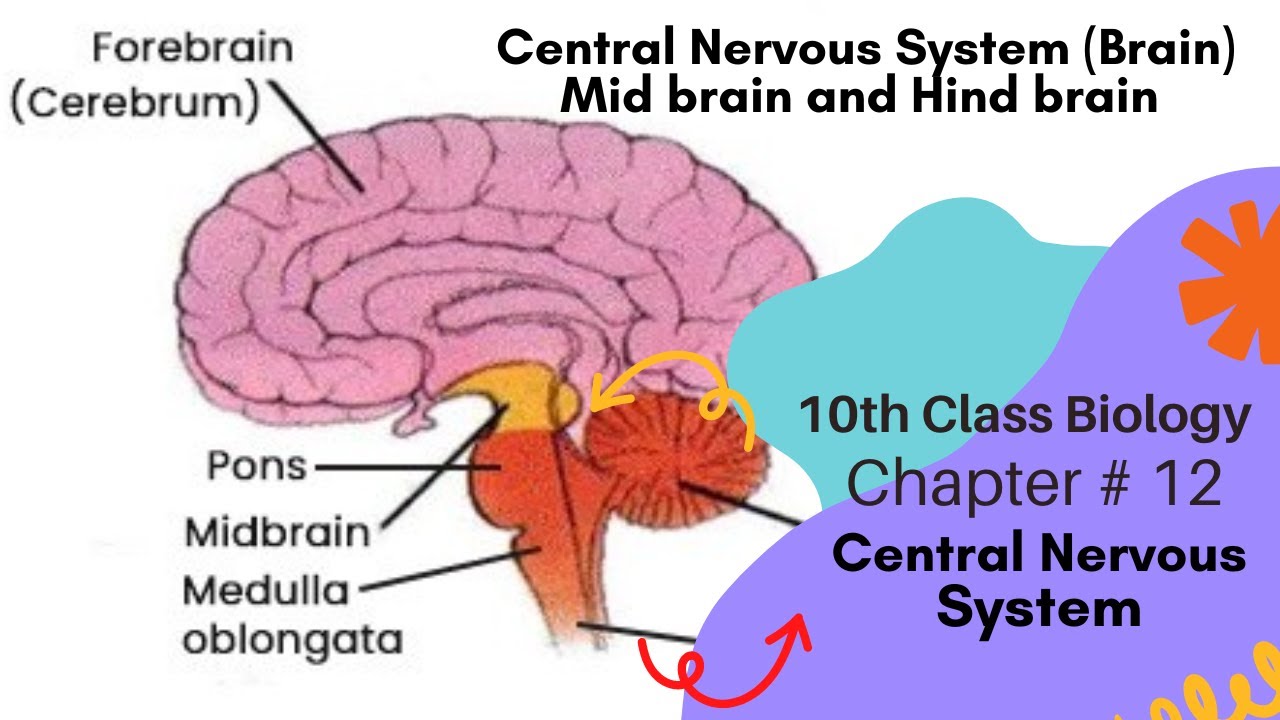 Central Nervous system | Brain | Division of brain | Midbrain ...