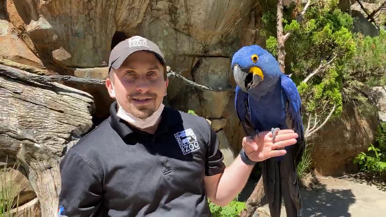 Baby Blue Macaw Rio