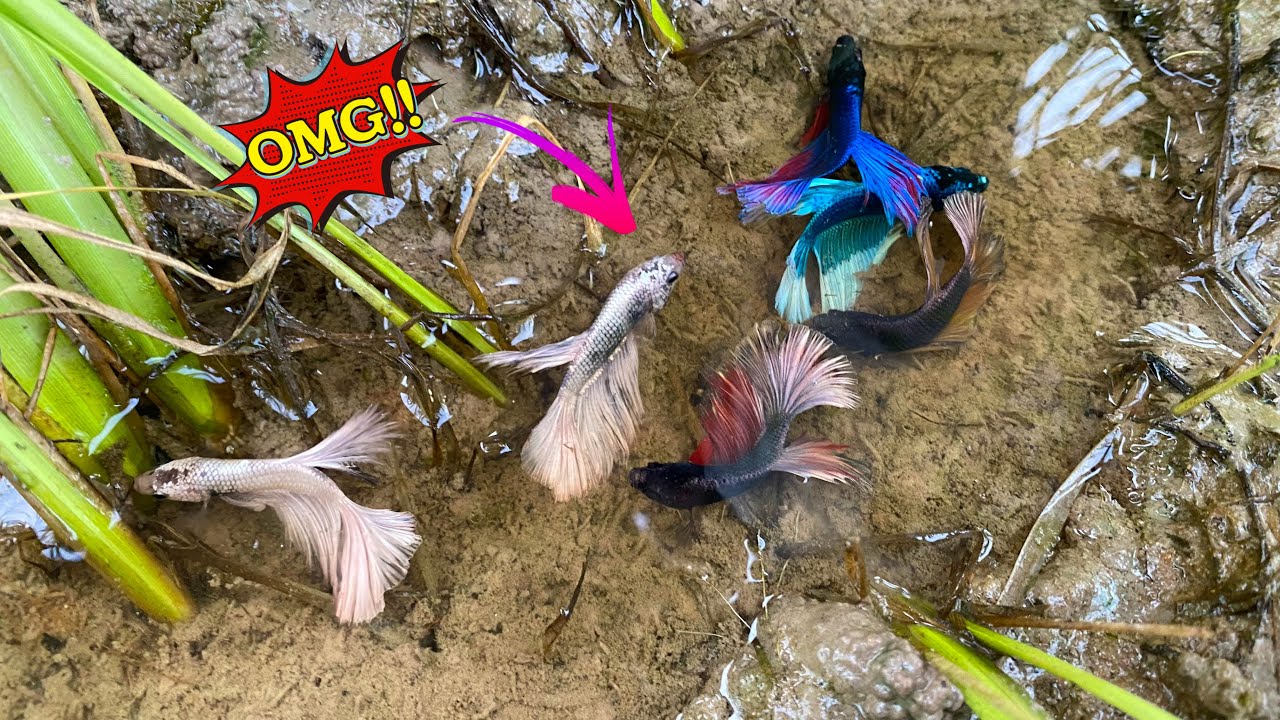 Unique Betta Fishing Video | Traditional Men Catching Big Betta Fish By ...