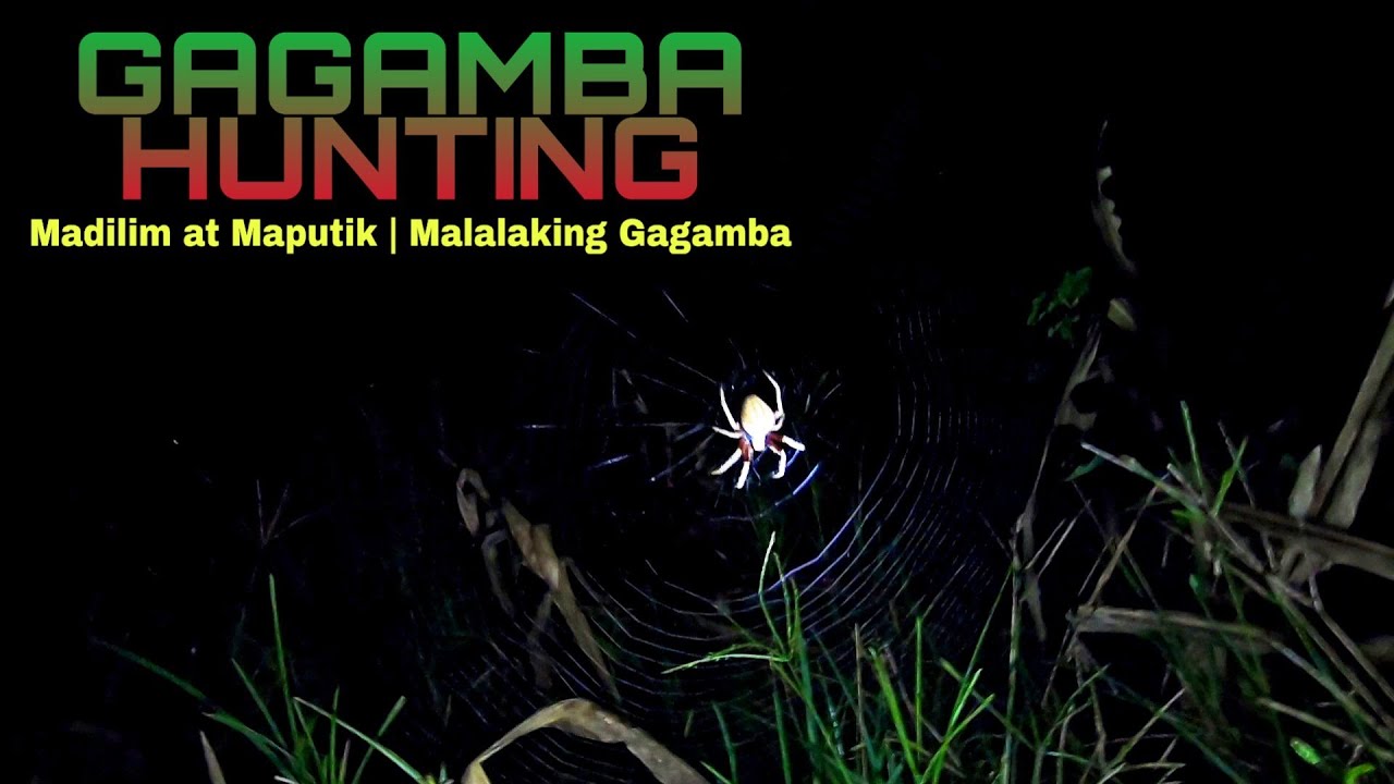 Spider Hunting at Night | Best Time to catch Spiders | Gagamba Hunting ...