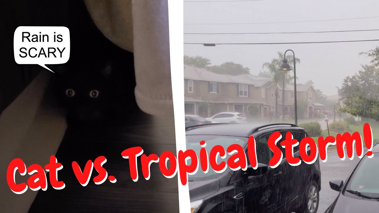 Our CAT Experienced his First Tropical Storm!!! (Scaredy Cat) - YouTube