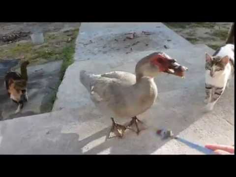 Duck Eat Cat - YouTube