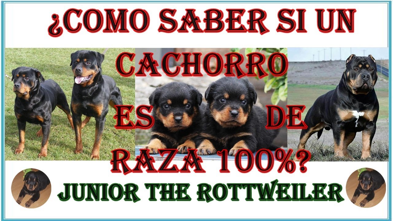 Cuanto Se Debe Pagar Por Un Cachorro Rottweiler