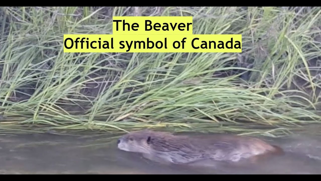 The Beaver | Official symbol of Canada - YouTube