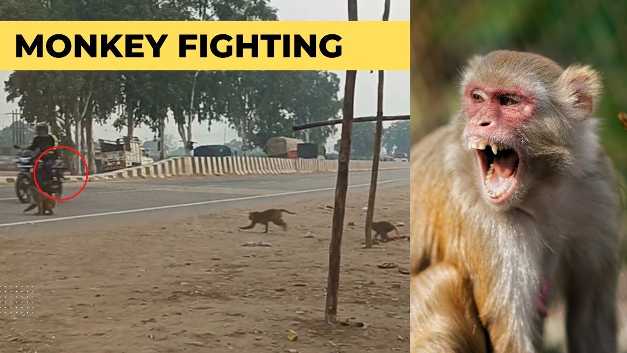 बंदर ने मचाया बवाल || monkey hiest || monkey fight video funny reaction ...
