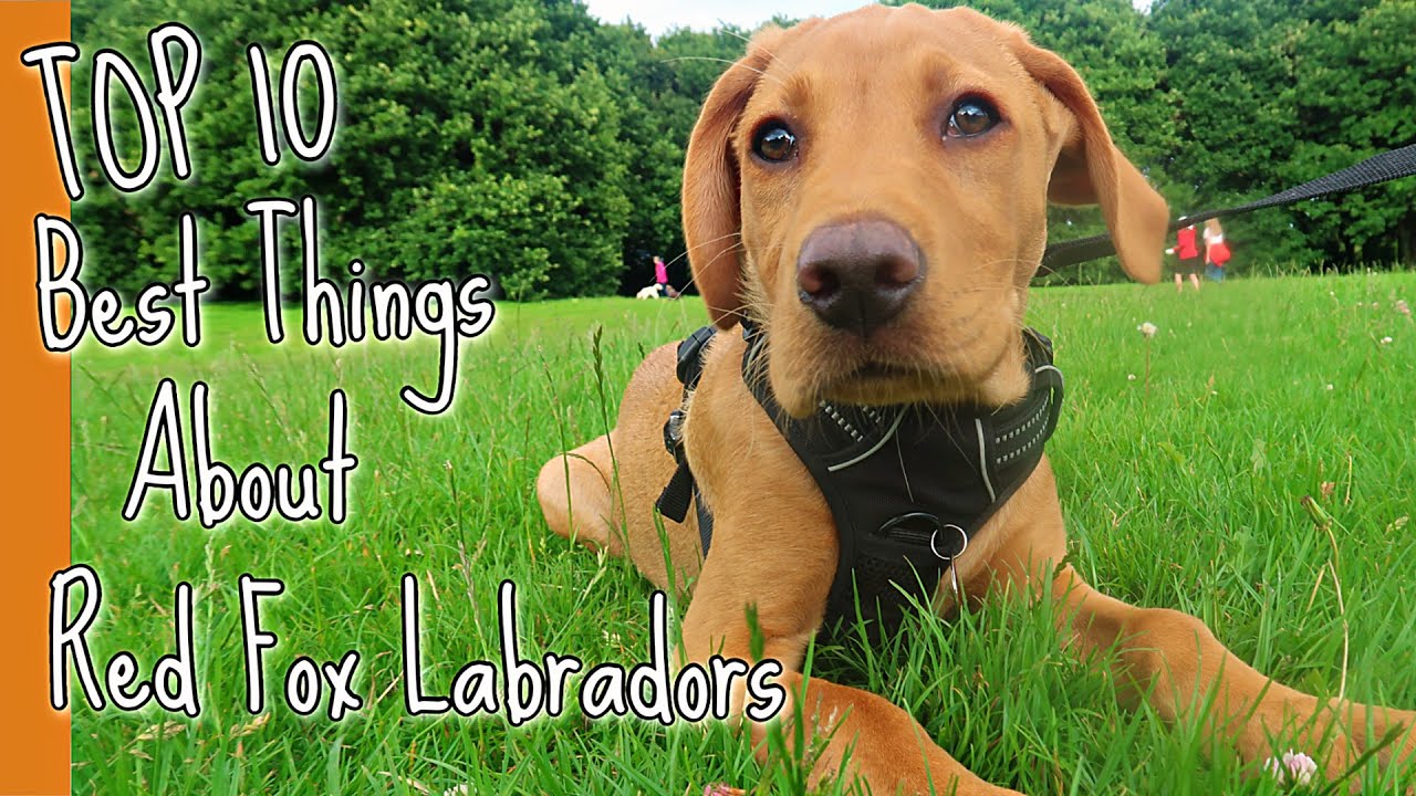 🐕Top 10 Best Things About Red Fox Labrador Puppies 🐾 - YouTube