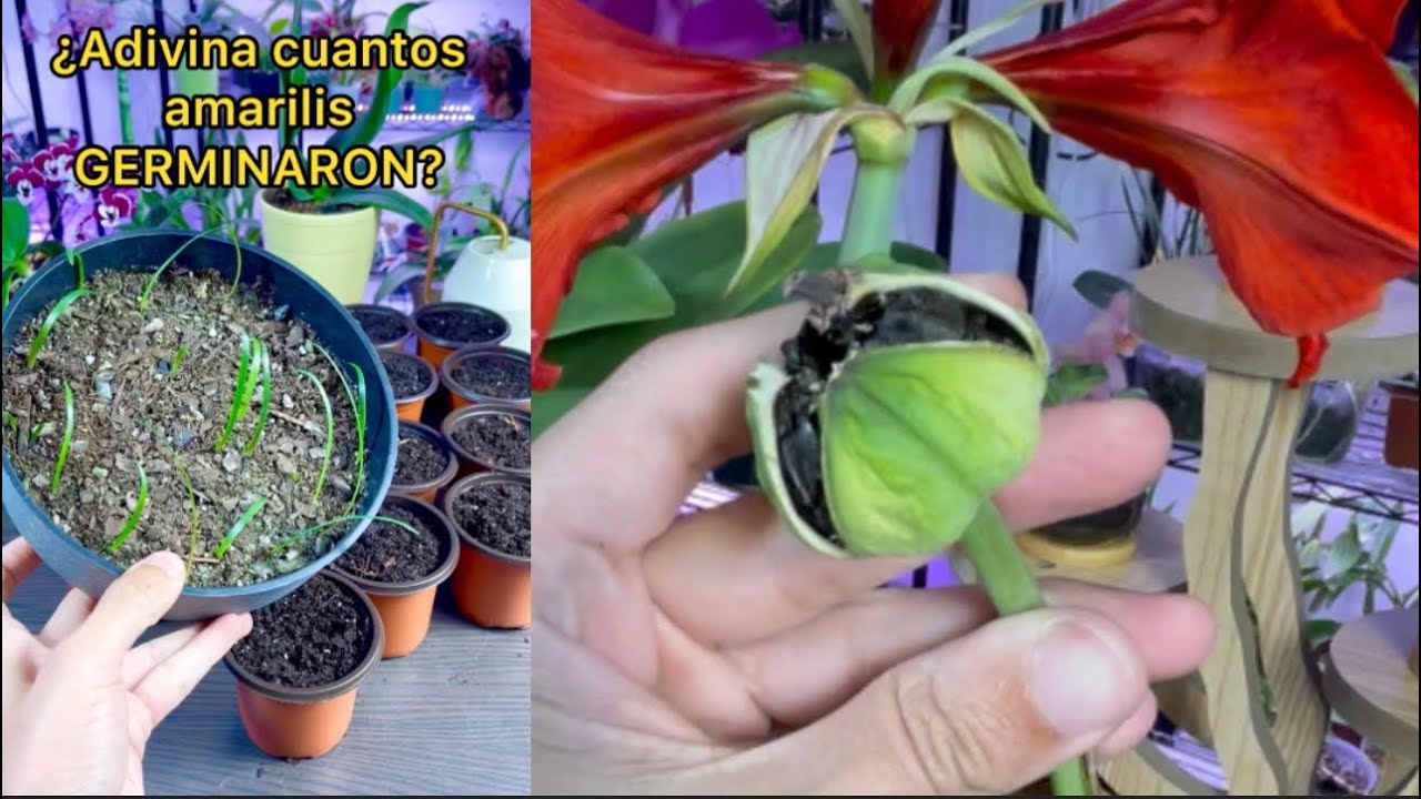 Cómo germinar las semillas de amarilis paso a paso! 💐🪴 - YouTube