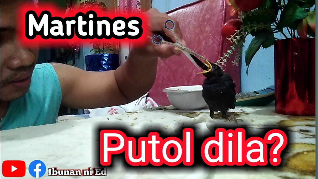 MARTINES/CRESTED MYNA: BEGINNERS GUIDE #BIRD #IBUNANNIED - YouTube