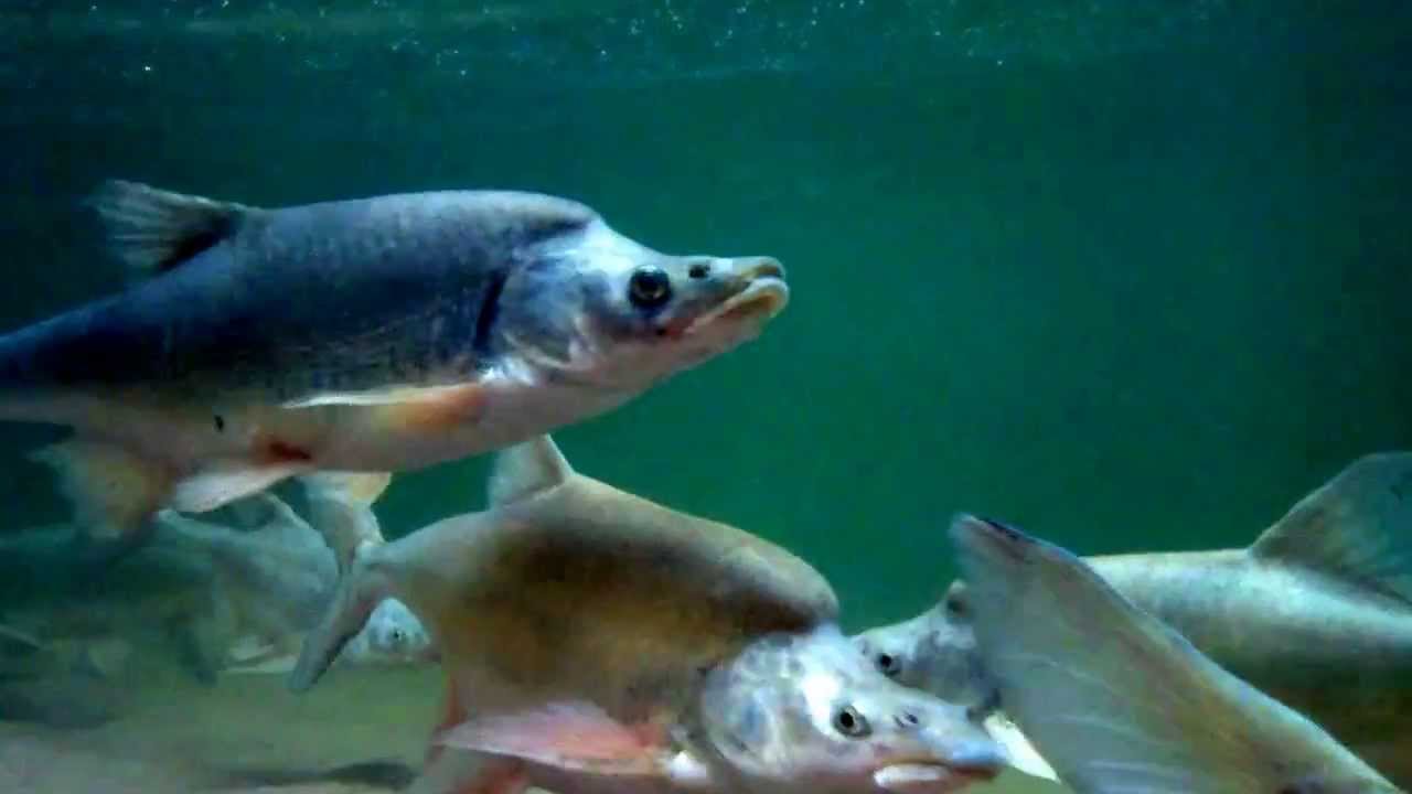 Humpback chub in the colorado river - YouTube