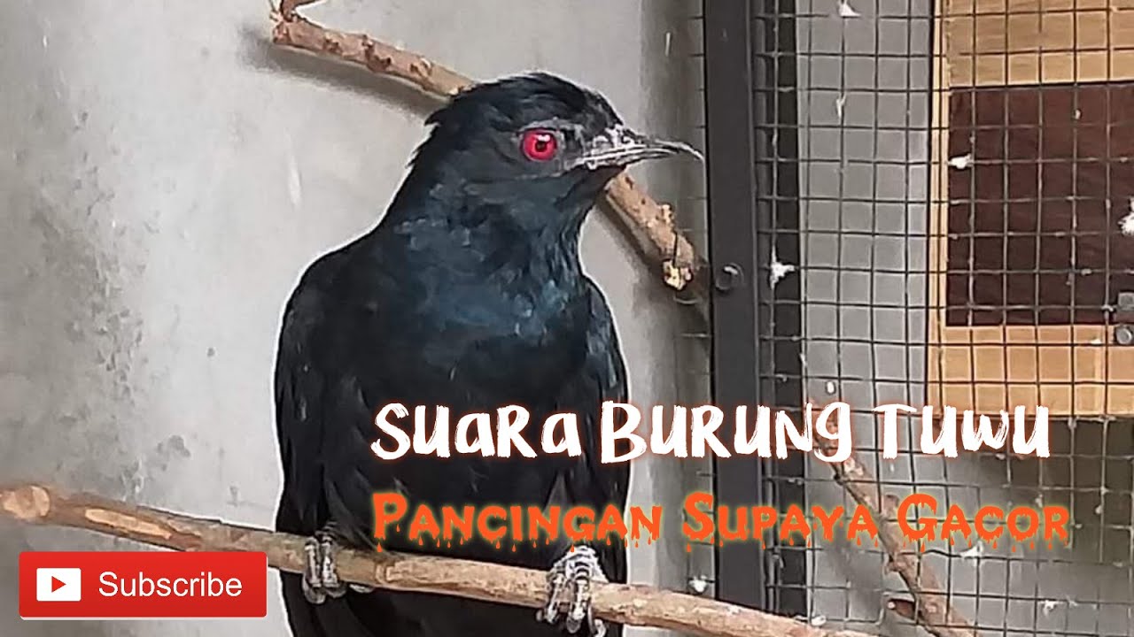 Burung Tuwu Gacor Mengerikan - YouTube