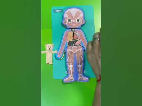 Play and Learn: The Human Body layers Jigsaw Puzzle Organs and ...