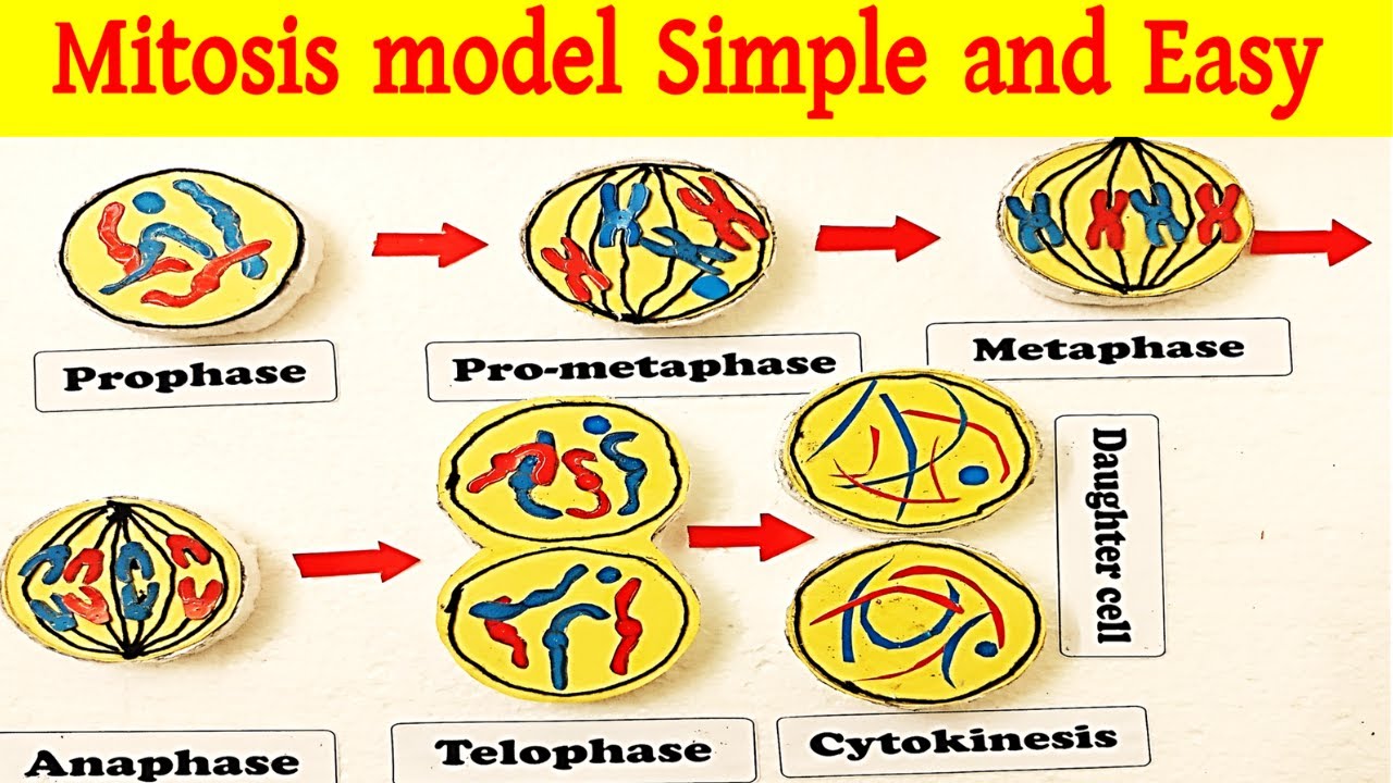 Mitosis cell division model | মাইটোসিস কোষ বিভাজন মডেল | Shaharul Sir ...