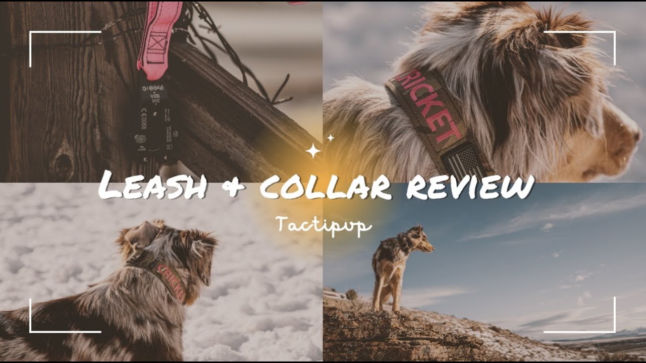 Tactipup collar and leash review!! - YouTube