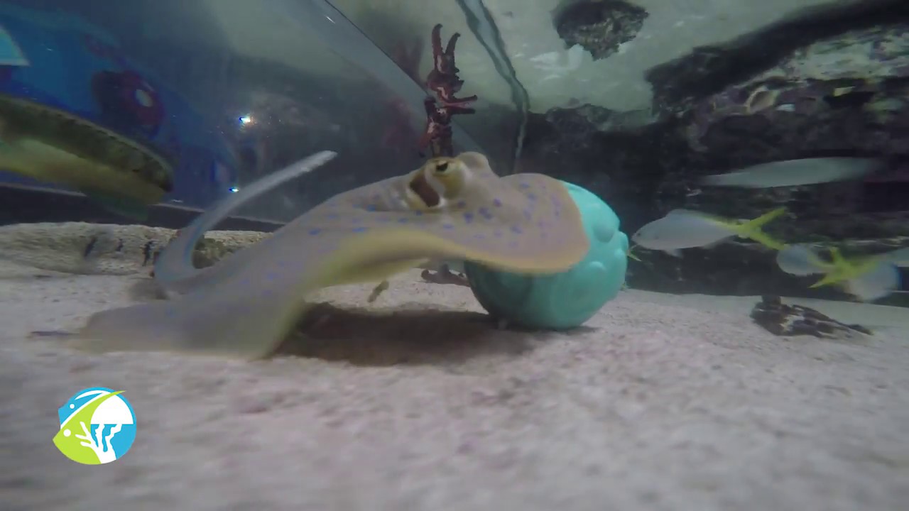 Pancake - Bluespot ray enrichment at Reef HQ Aquarium - YouTube