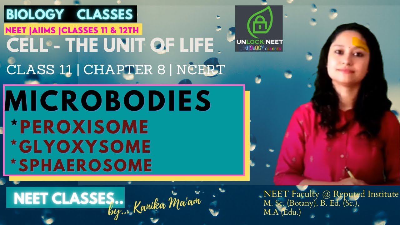 | MICROBODIES | PEROXISOME | GLYOXISOME | SPHAEROSOME | NCERT | CLASS ...
