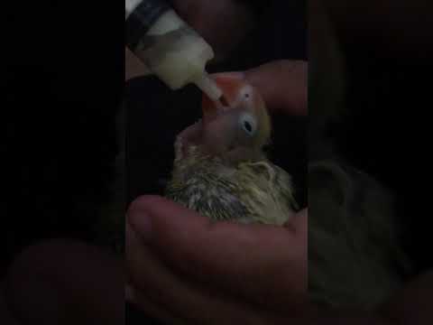 Feeding albs 2 - YouTube
