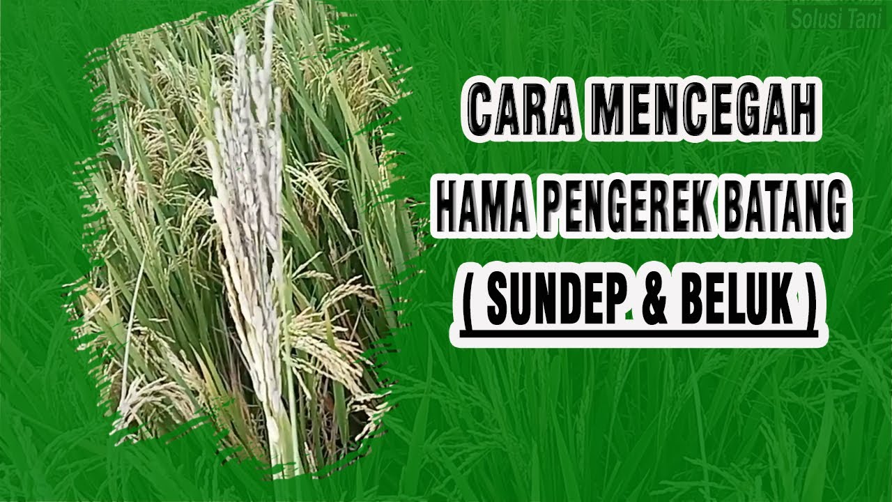 Cara Mencegah Hama Penggerek Batang Padi (SUNDEP & BELUK) - YouTube
