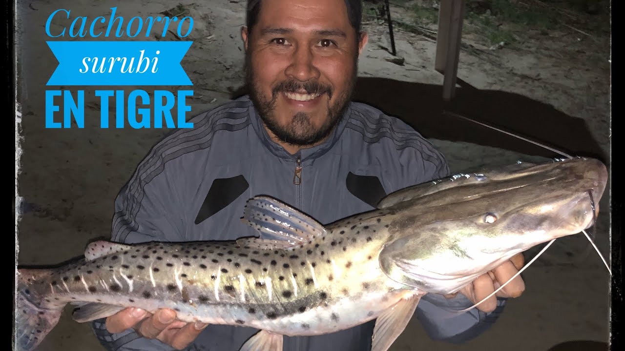 Increíble pesca cachorro surubi en tigre 2020 - YouTube