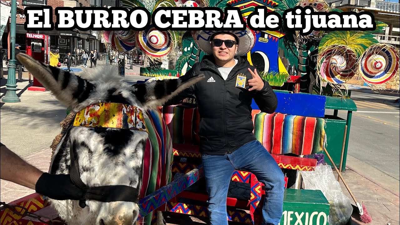 El BURRO CEBRA de Tijuana, una tradición muy curiosa de la frontera de ...