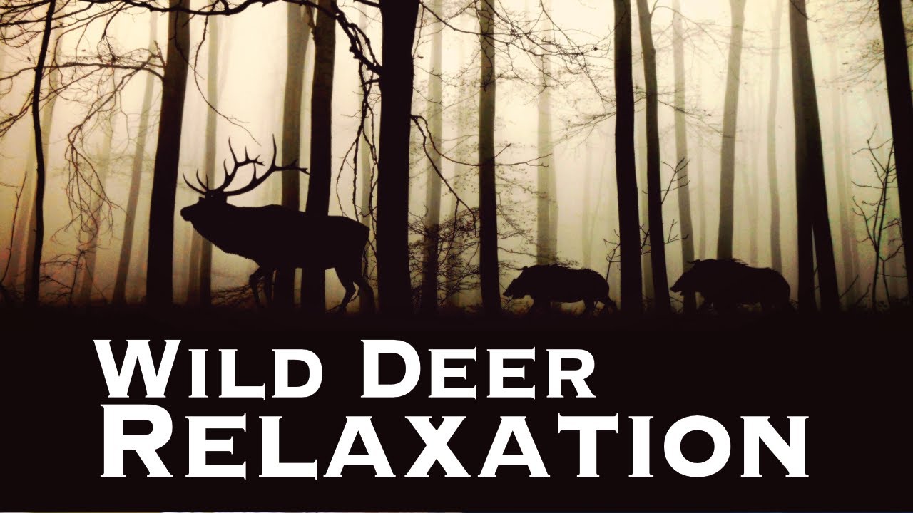 Wild Deer Relaxation | Calming/Relaxing Music For Deep Sleep - YouTube