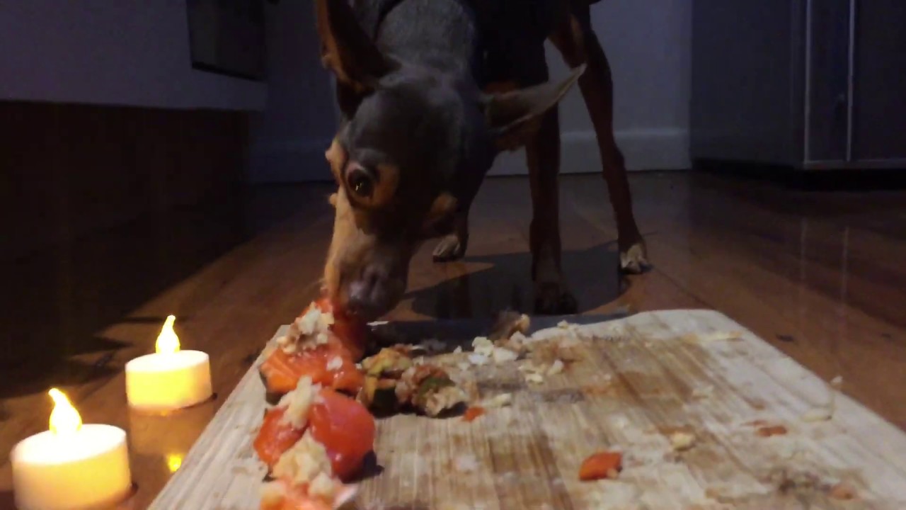 How to make your dog snort like a pig! - YouTube