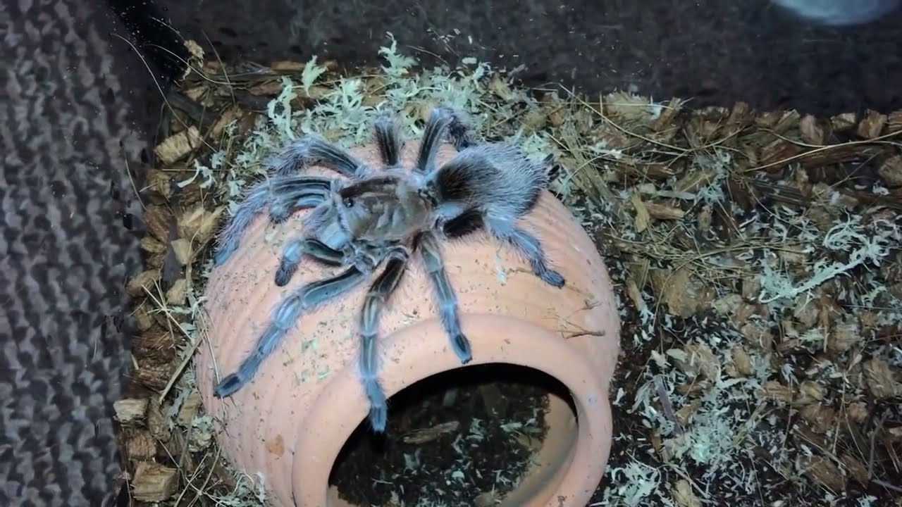 Scary Tarantulas - YouTube