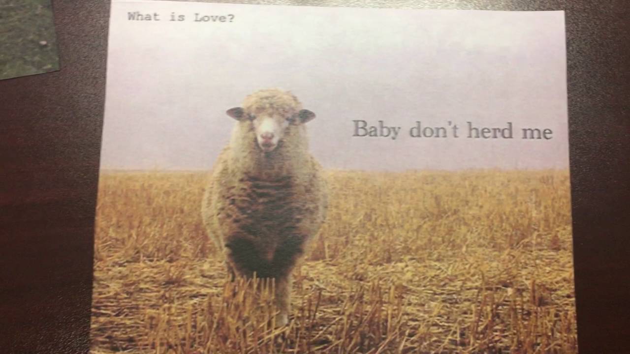 Sheep Puns For Dayyyyyys YouTube sheep-puns-for-dayyyyyys-youtube