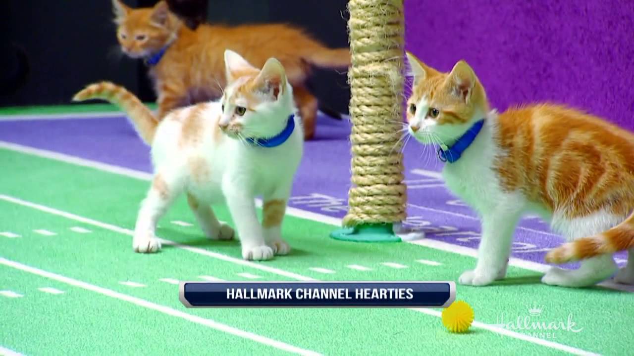 Cat Center Week 1 Games - YouTube