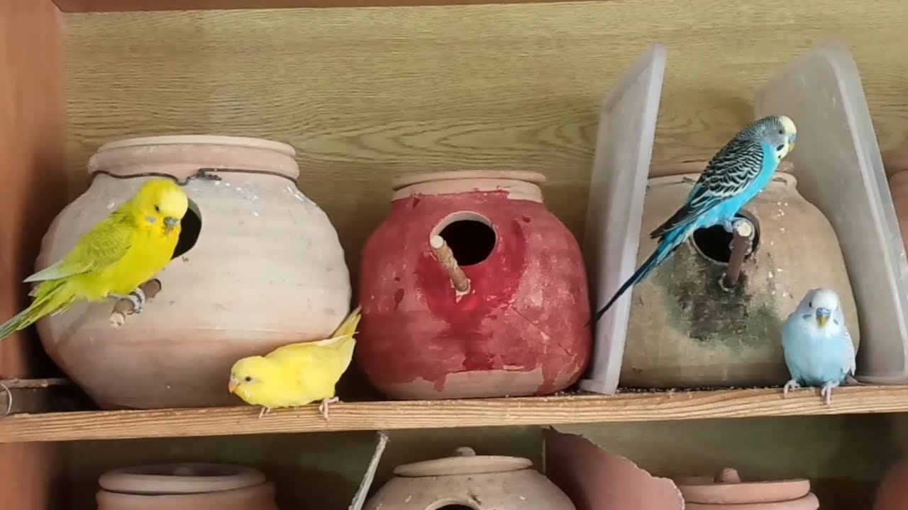 They're So Sweet but Sometimes Sour Like This Video | Budgerigar ...