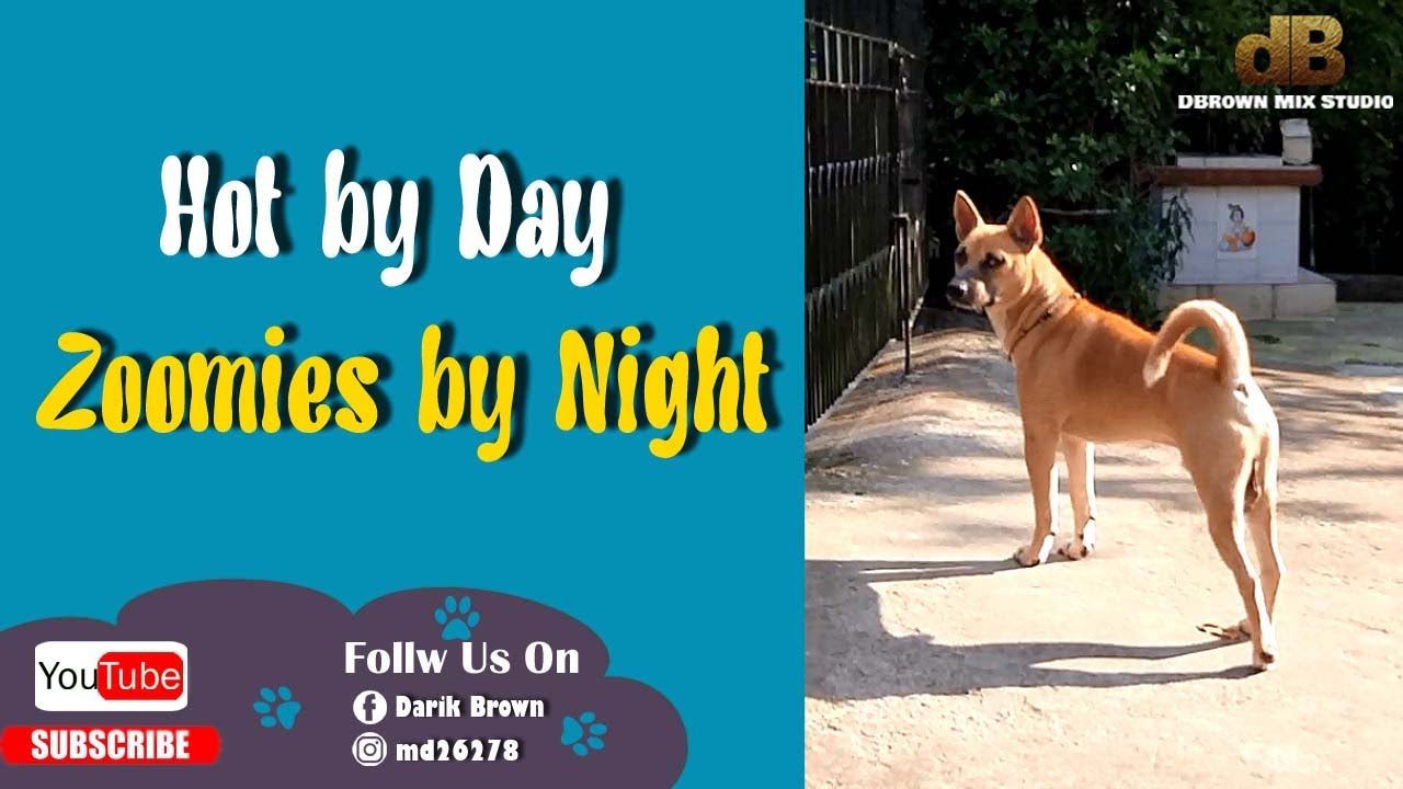 Hot by Day Zoomies by Night - YouTube
