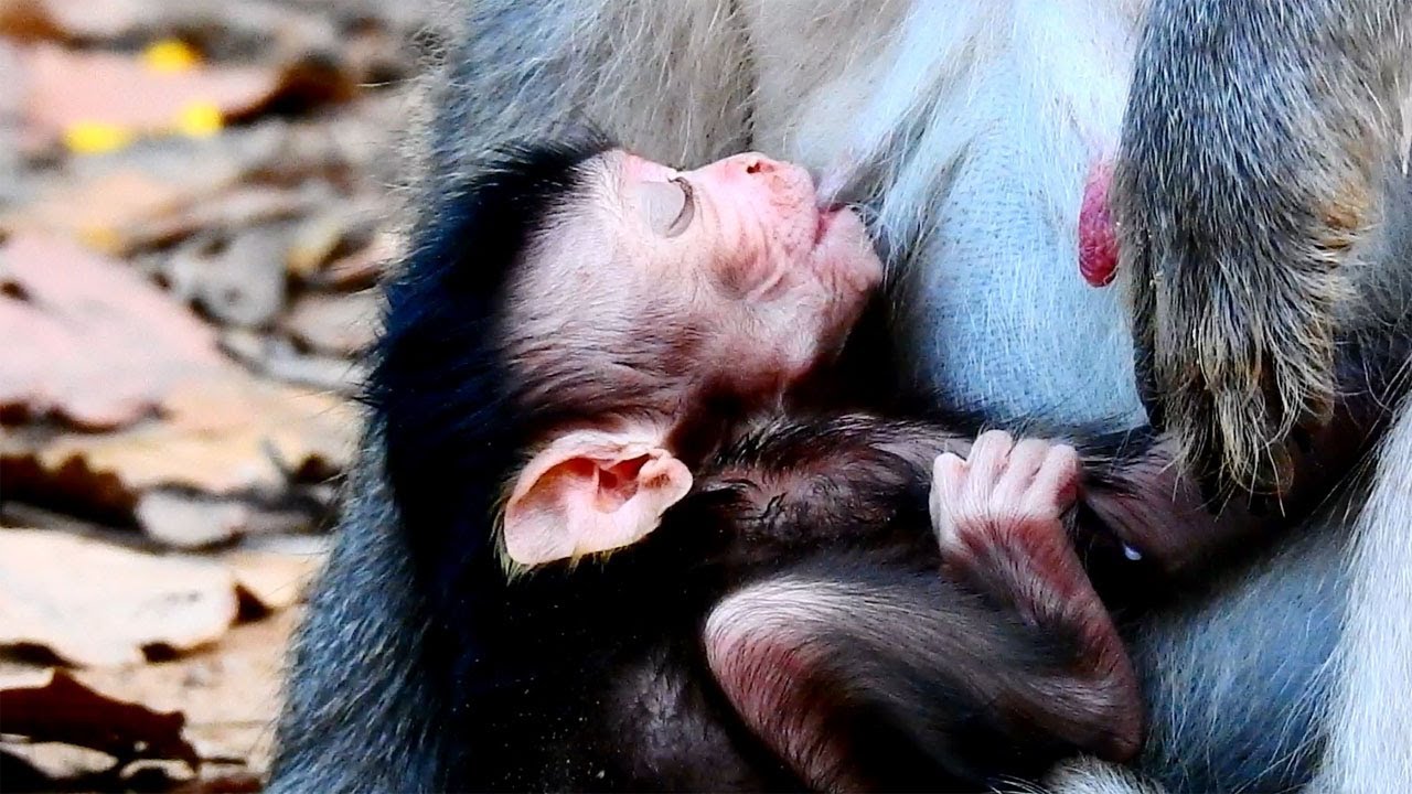 Breaking news! Violet Monkey Gives Birth Successfully She Look Very ...