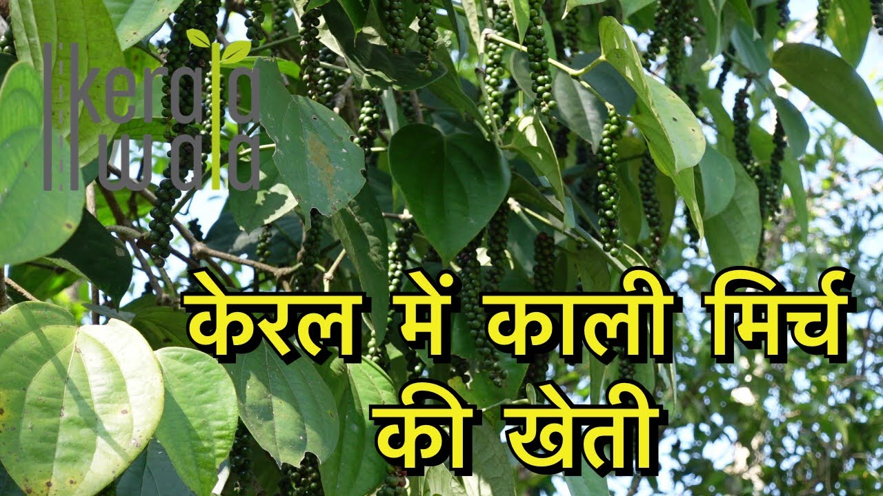 kerala kali mirch #kerala kali mirch mandi#black pepper plant #black ...
