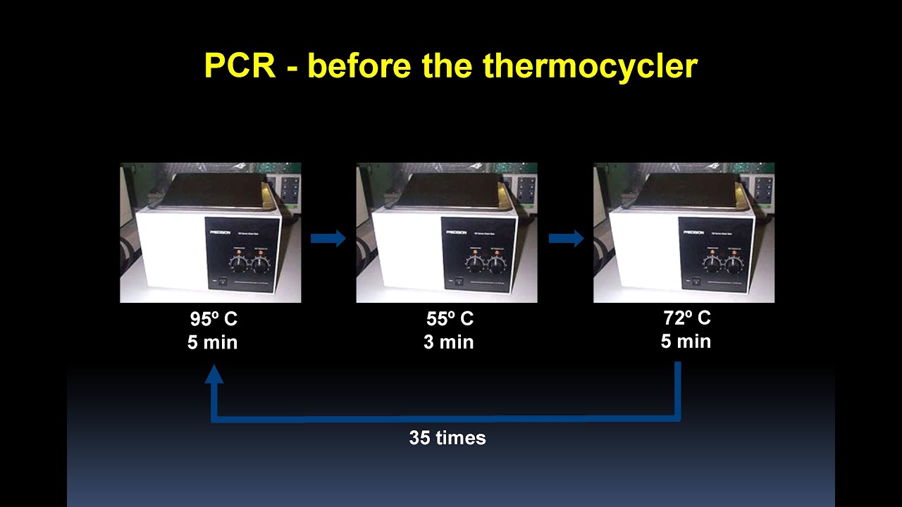 PCR & Touchdown PCR: Basics & Applications - YouTube