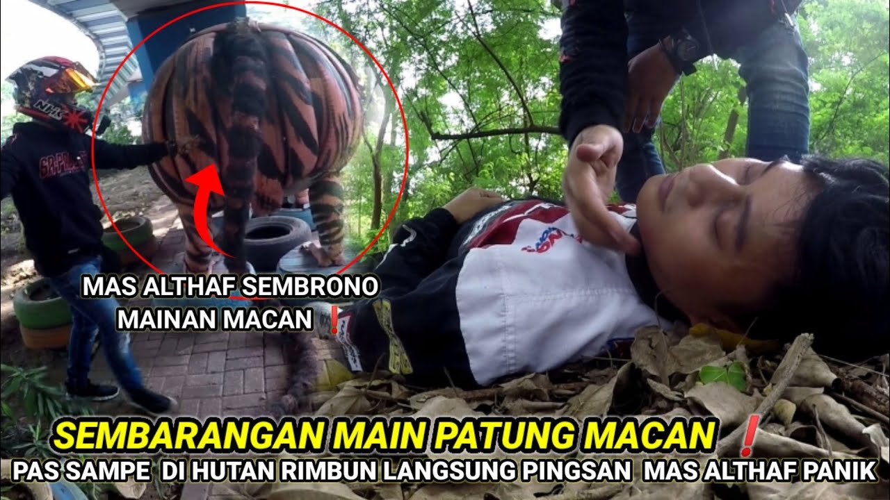 SEMBRONO MAINAN MACAN MERAH LANGSUNG PINGSAN SAAT DI HUTAN MAS ALTHAF ...