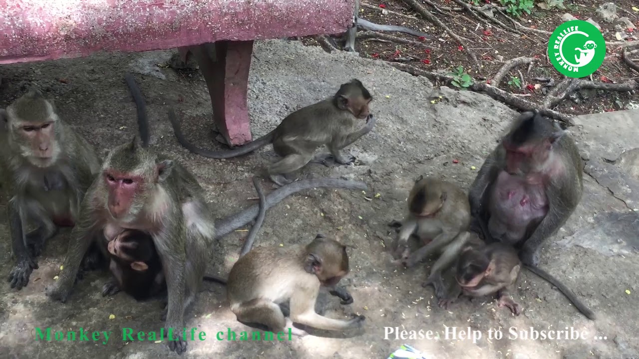 WOW...Omg!! Very Hungry Of Monkeys Group Provide Foods By Visitors ...