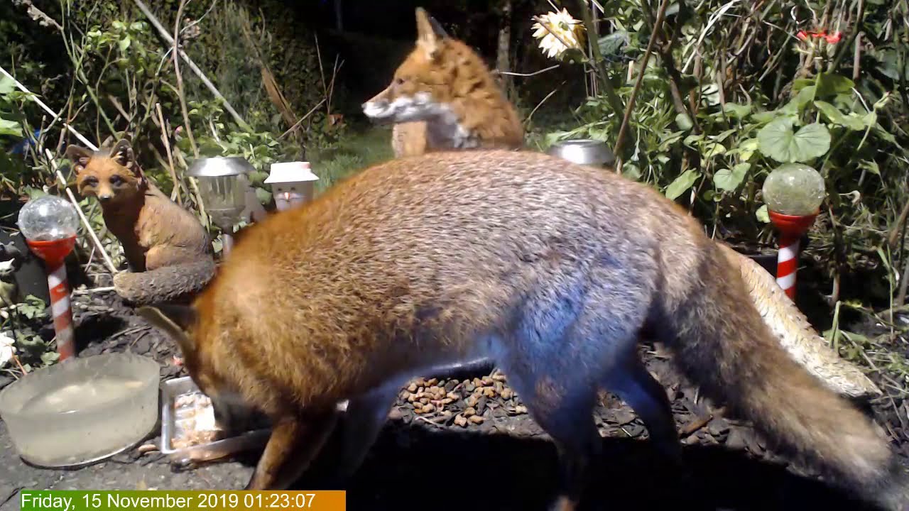 Foxheaven Dublin Ireland Live stream. 2 Foxes. - YouTube