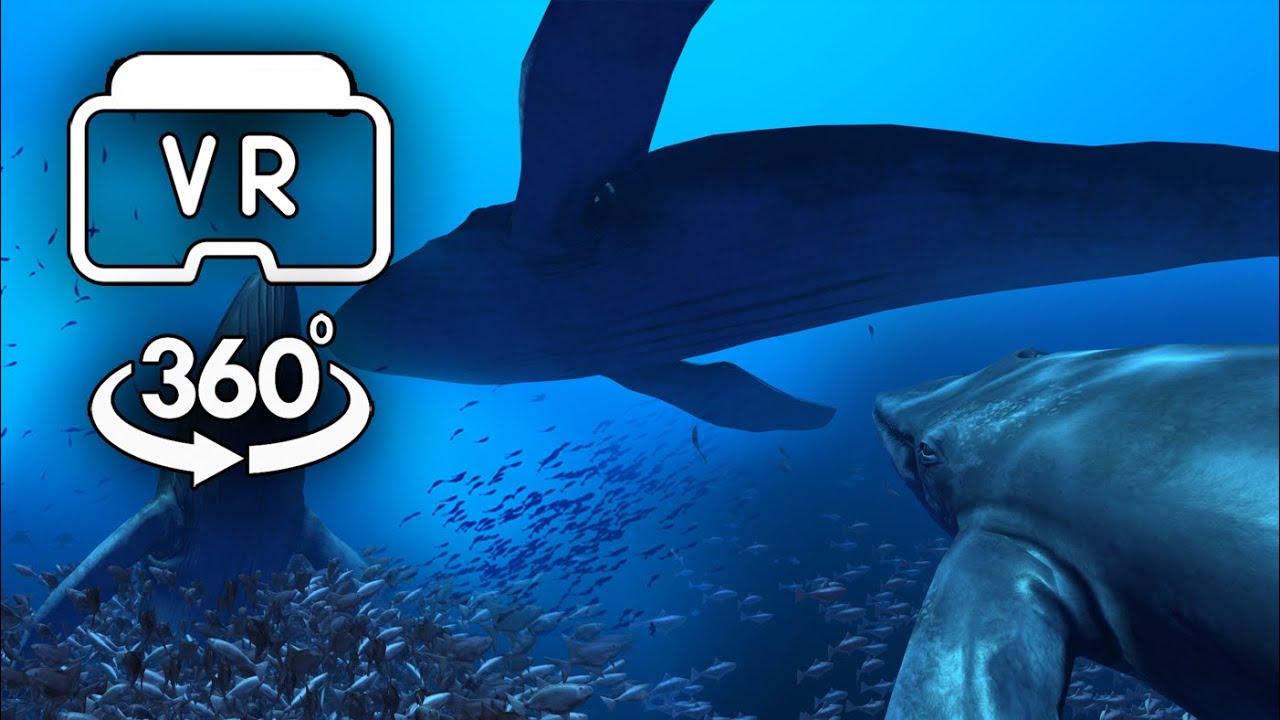 Underwater Whale Encounter - VR 360 Video 4K - YouTube