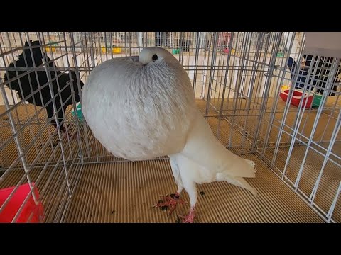 top 10 english pouter pigeon | best pigeon breeds | exclusive fancy ...