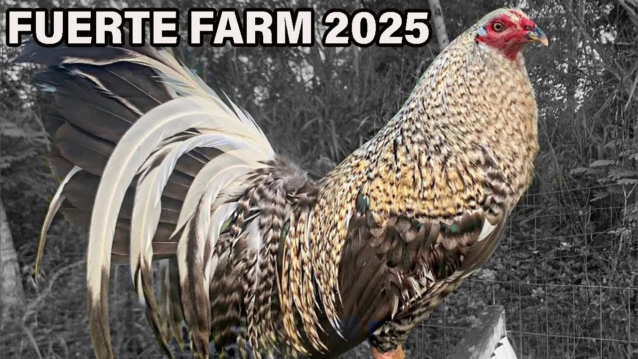 Black Melsim Bulik Muff Blue Beautiful Birds Fuerte Farm in Hawaii ...