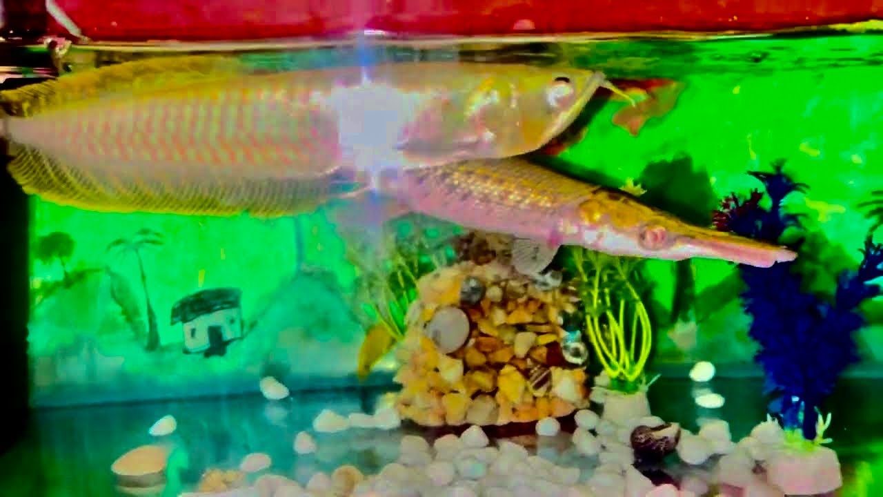 Arowana Fish & Alligator Gar in One Tank 😳🥵😳Rare Predator Combo ...