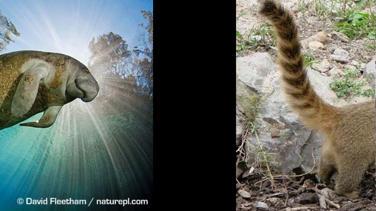 Top 100 My Worst Animals in the World (80-71) - YouTube