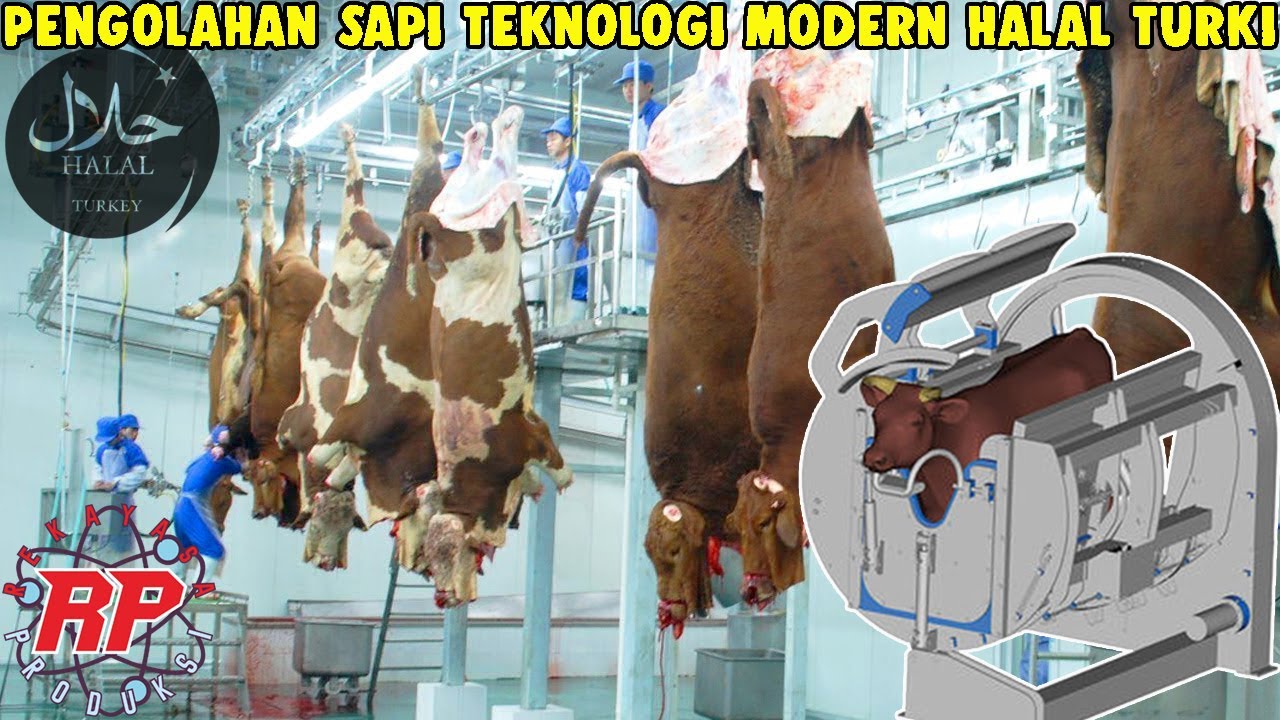 BEGINI PROSES PRODUKSI PENGOLAHAN BISNIS DAGING SAPI DAN KAMBING MODERN ...