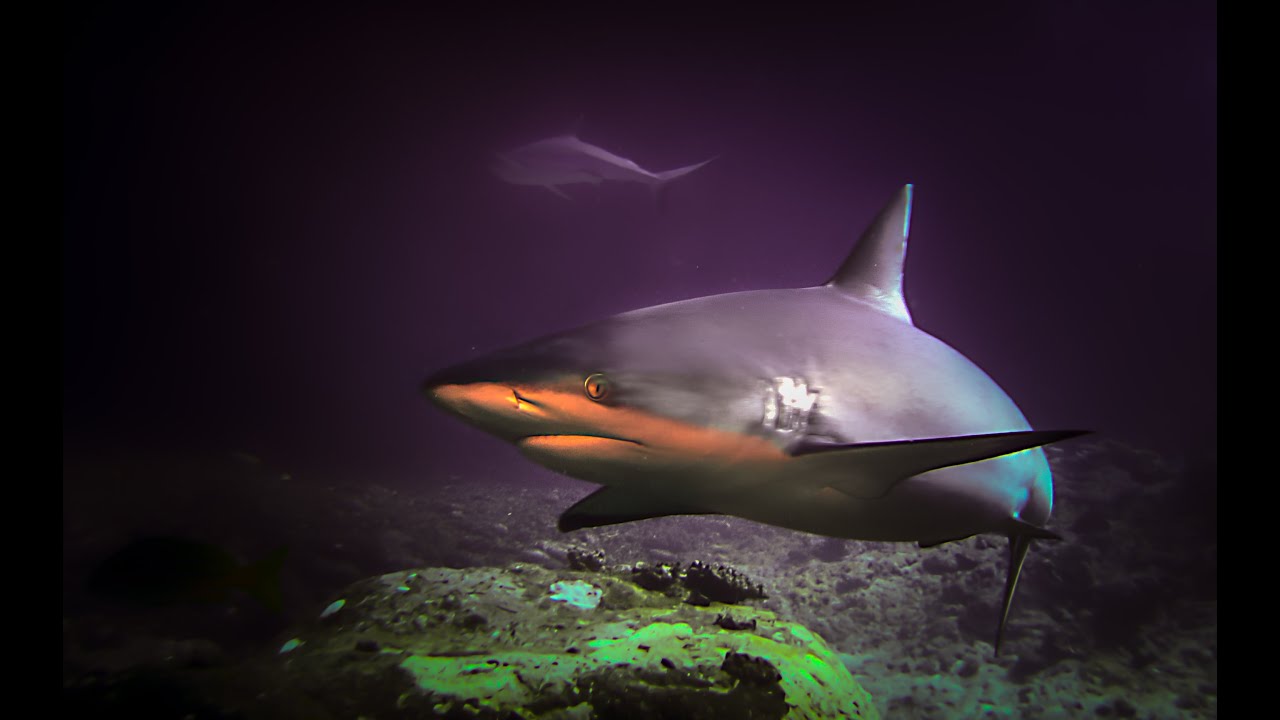 Diving with Shark Mauritius 2015 - YouTube