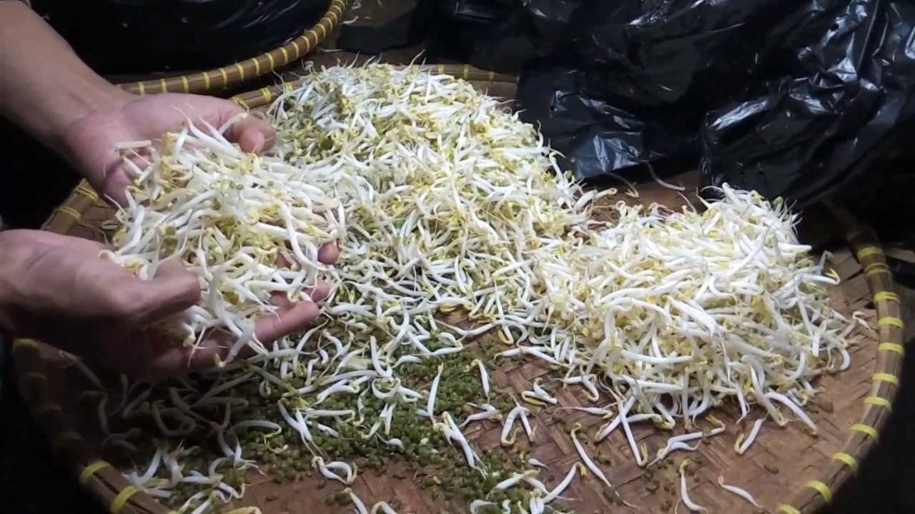 Top Kering Solusi Tauge Basah dan Busuk dengan Biaya Termurah di Asia ...