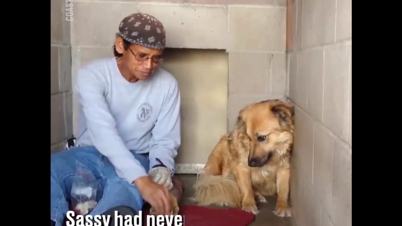 Are Dogs Afraid Of Humans