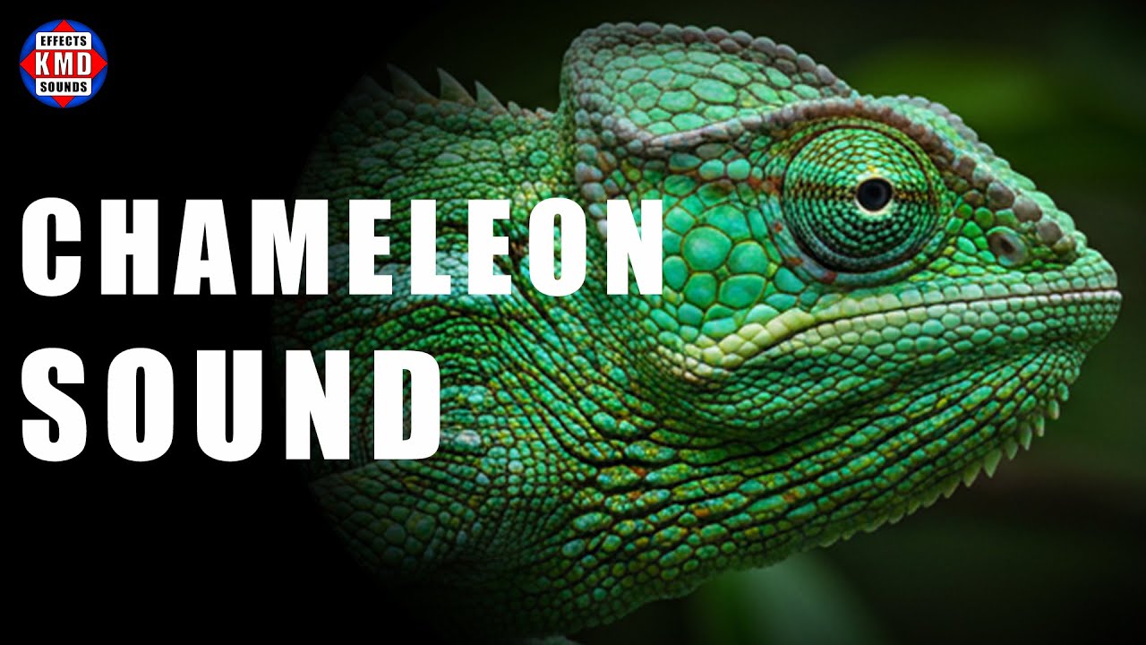 CHAMELEON SOUND - ANIMAL SOUNDS - Sound Effects - YouTube