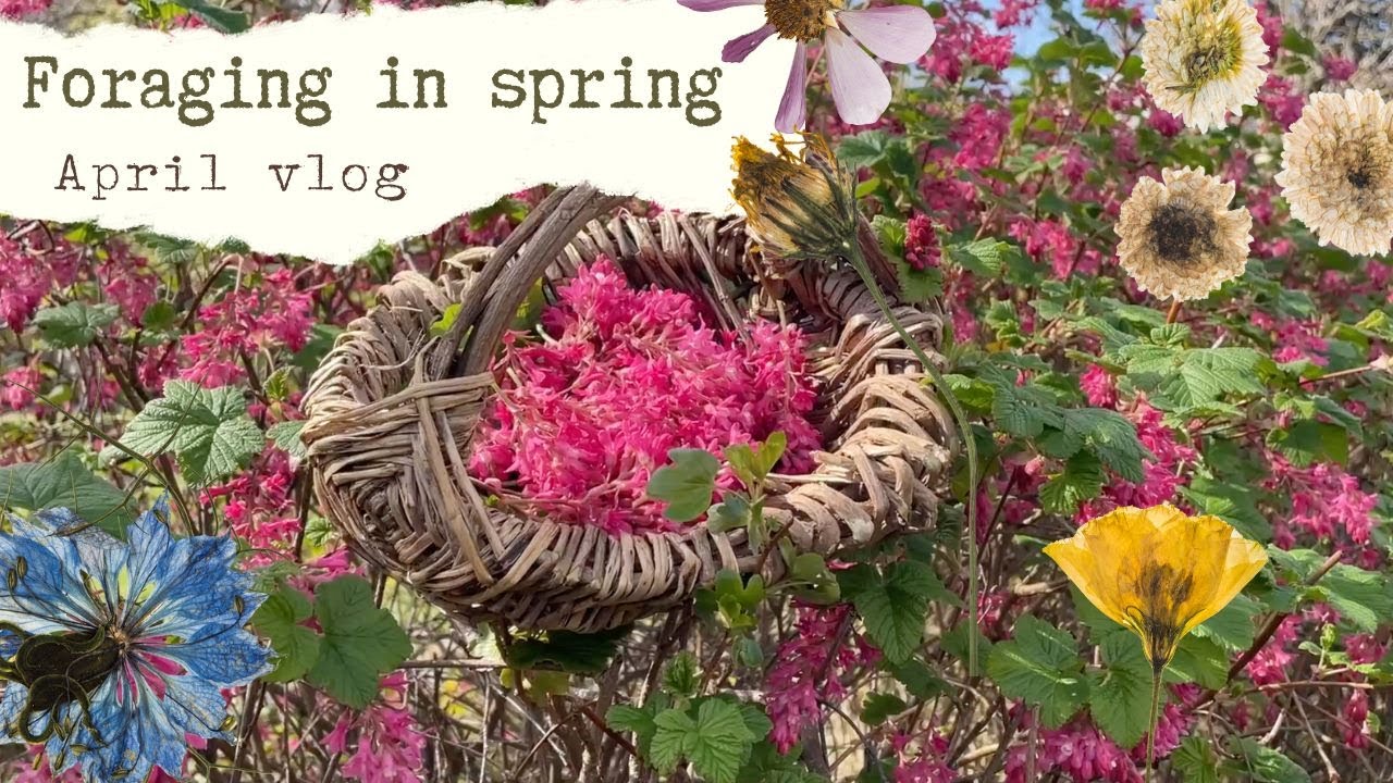 Spring has sprung! | Foraging, Gardening & Sunshine ︎ - YouTube